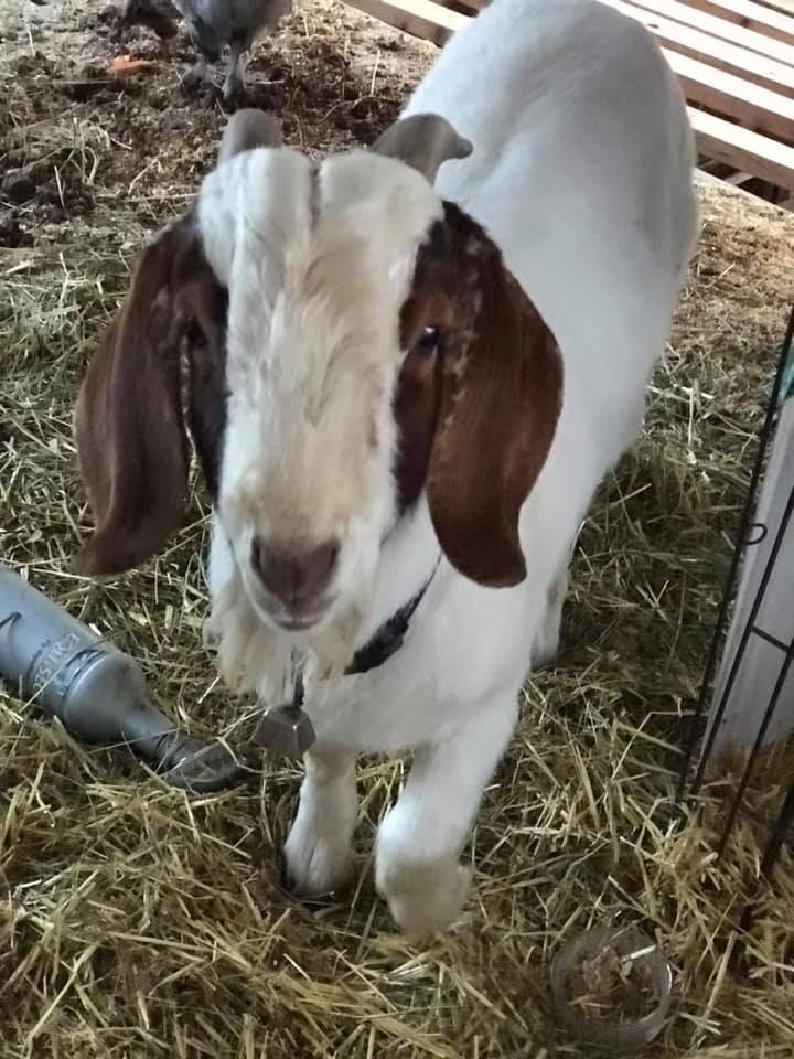 How You Can Help – God's Grace Animal Rescue