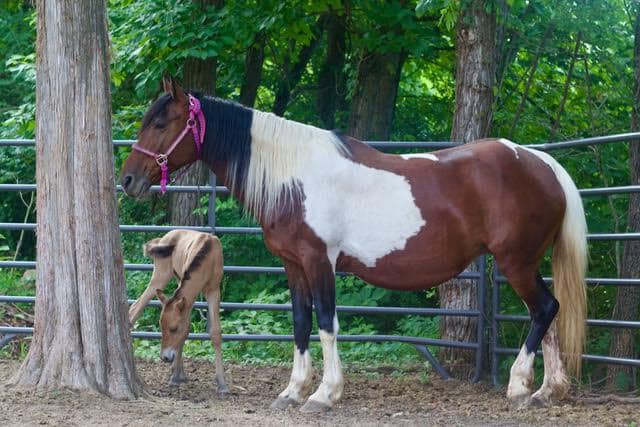 God's Grace Animal Rescue – A Non-Profit Large Animal Rescue