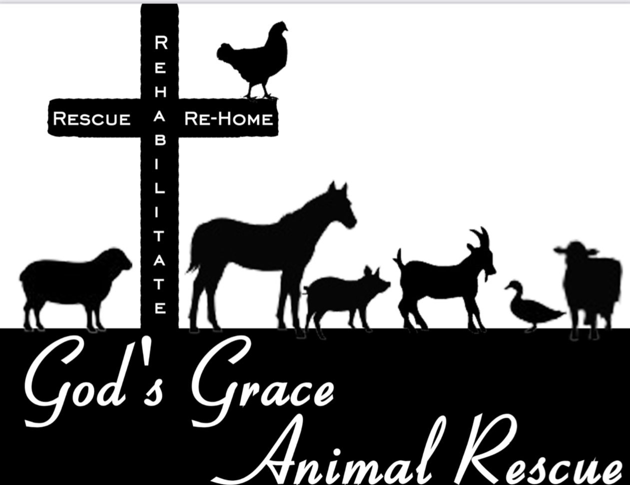 God's Grace Animal Rescue – A Non-Profit Large Animal Rescue