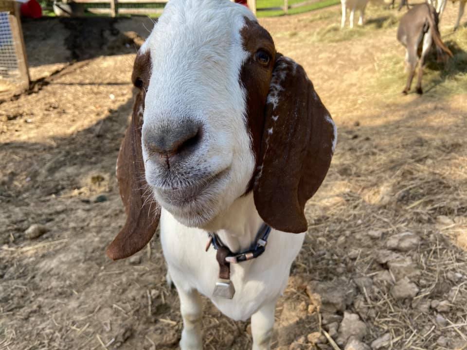 God's Grace Animal Rescue – A Non-Profit Large Animal Rescue