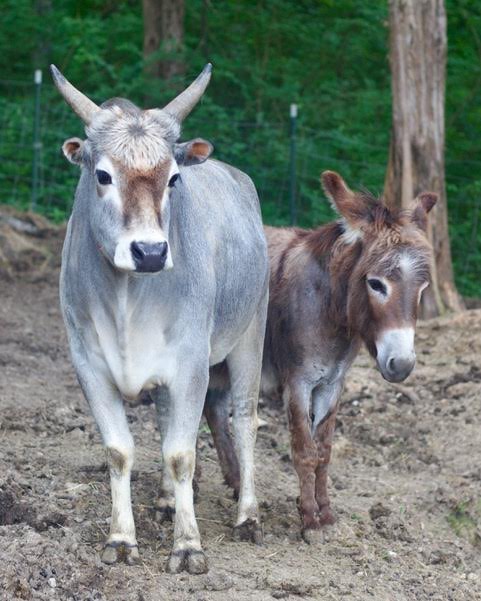 God's Grace Animal Rescue – A Non-Profit Large Animal Rescue