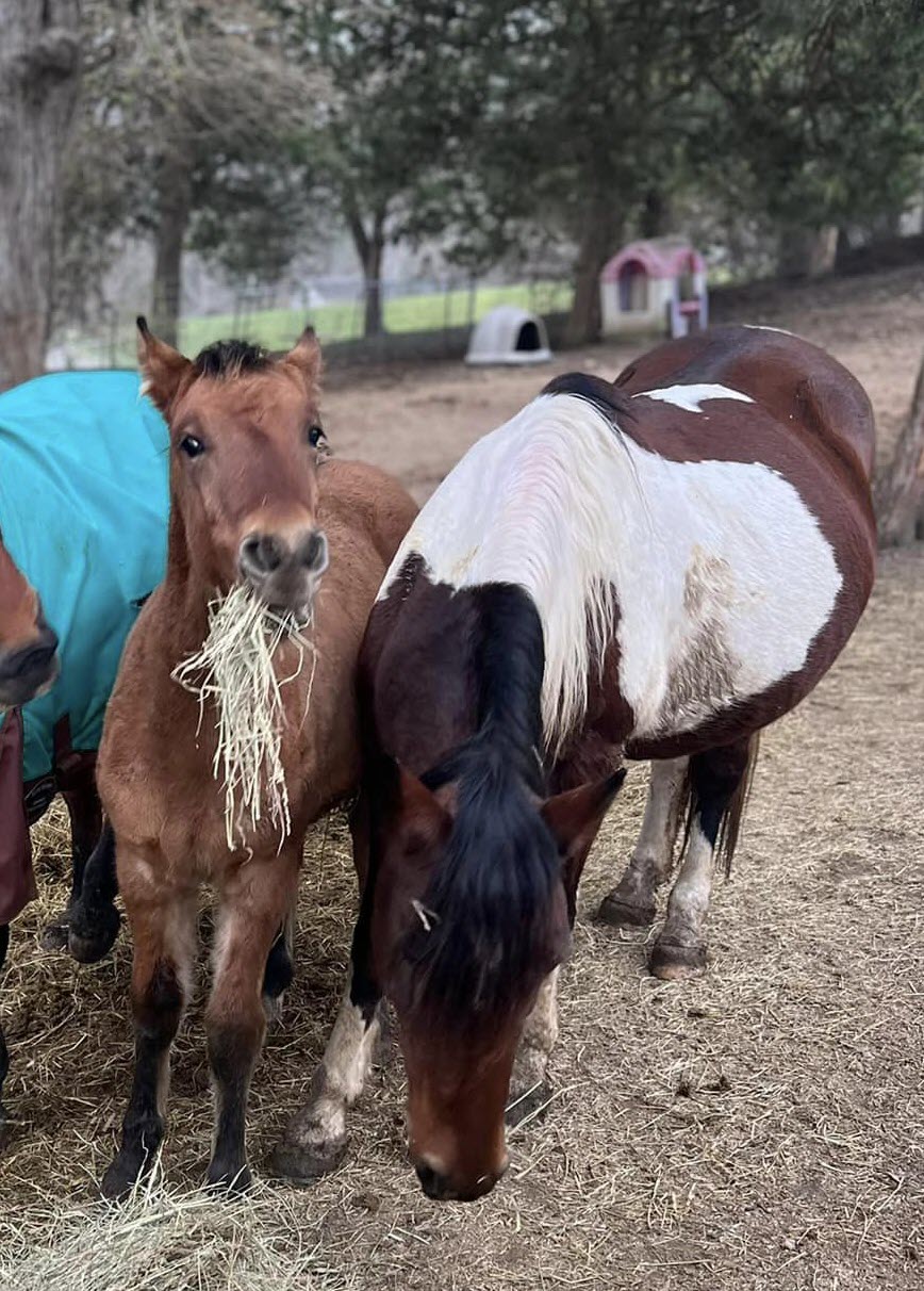 Our Adoptable Animals – God's Grace Animal Rescue